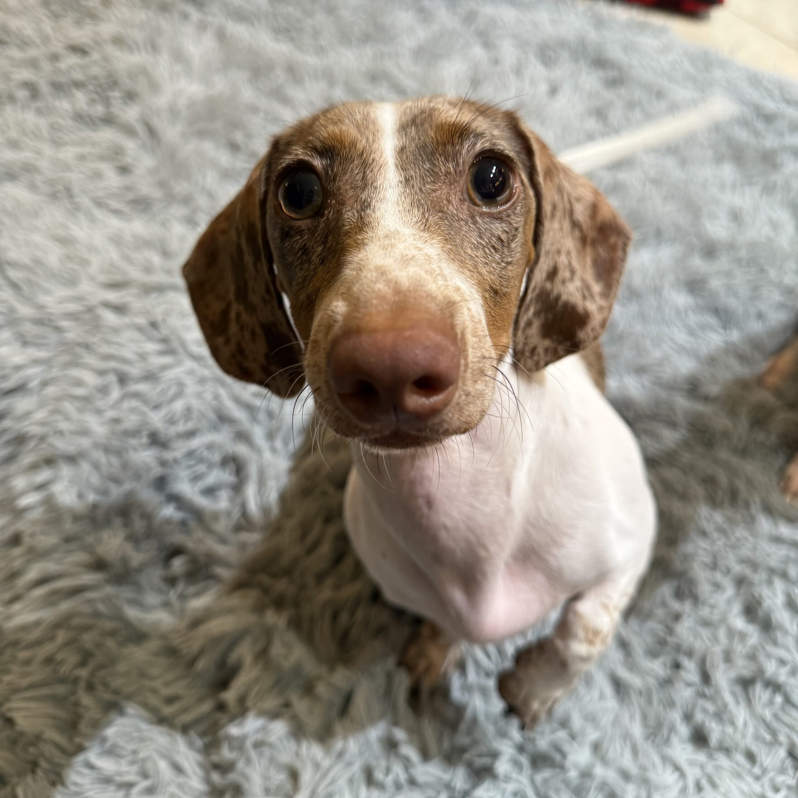 Adoptable Dachshund Maizee - Adopted - Low Rider Dachshund Rescue of ...