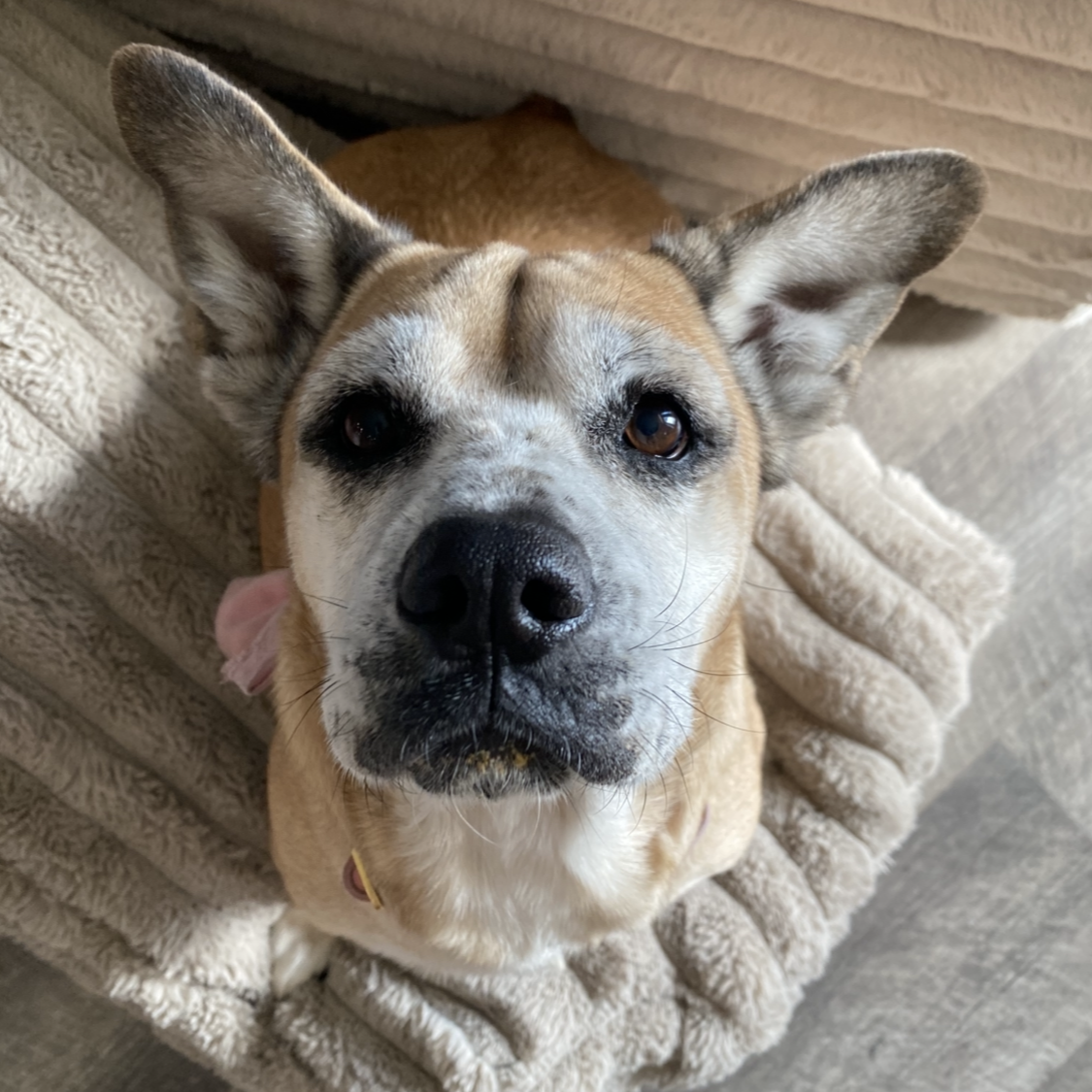 Adoptable Mix Winnie - Adopted - Low Rider Dachshund Rescue of Florida
